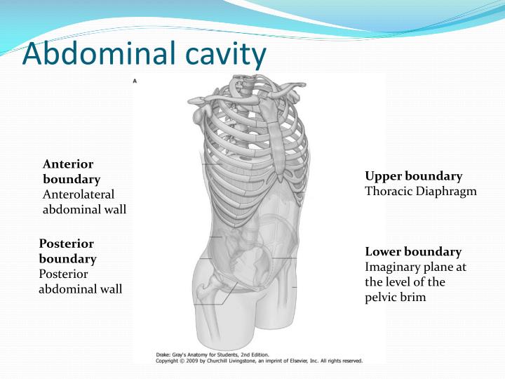 PPT - The anterolateral abdominal wall and peritoneum PowerPoint ...