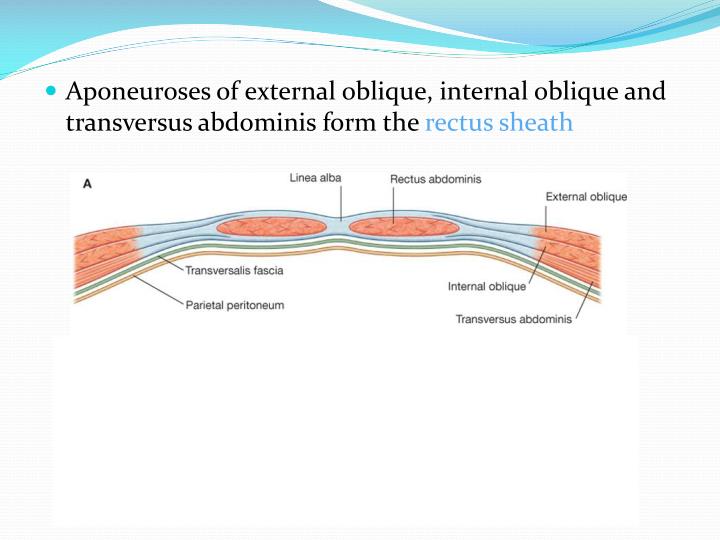 PPT - The anterolateral abdominal wall and peritoneum PowerPoint ...