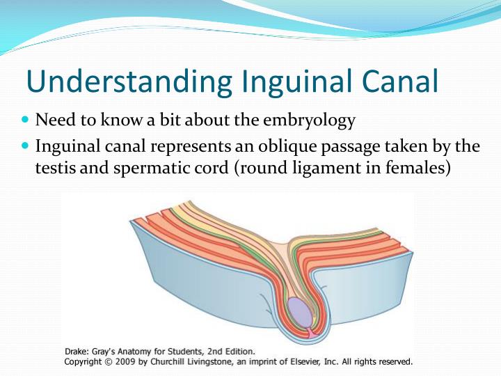 PPT - The anterolateral abdominal wall and peritoneum PowerPoint ...