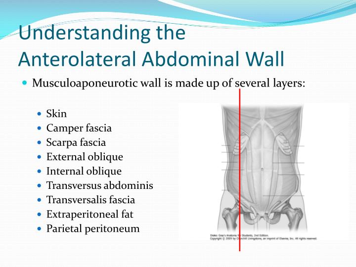 PPT - The anterolateral abdominal wall and peritoneum PowerPoint ...