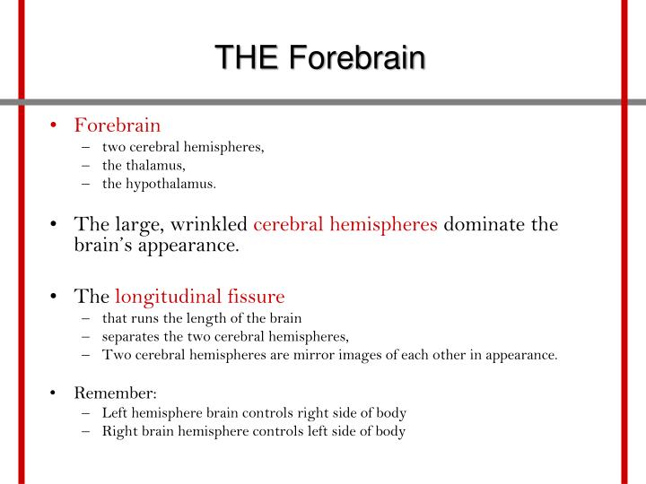 PPT - THE FUNCTIONS OF THE NERVOUS SYSTEM The Central Nervous System ...