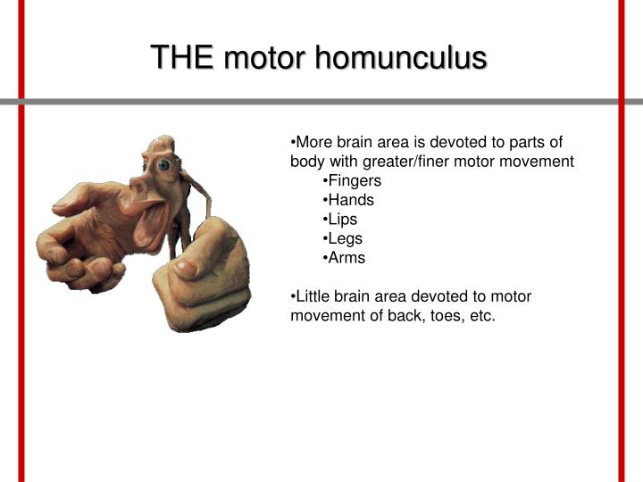 PPT - THE FUNCTIONS OF THE NERVOUS SYSTEM The Central Nervous System ...