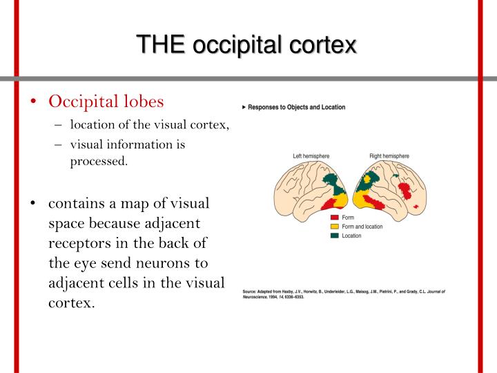 PPT - THE FUNCTIONS OF THE NERVOUS SYSTEM The Central Nervous System ...