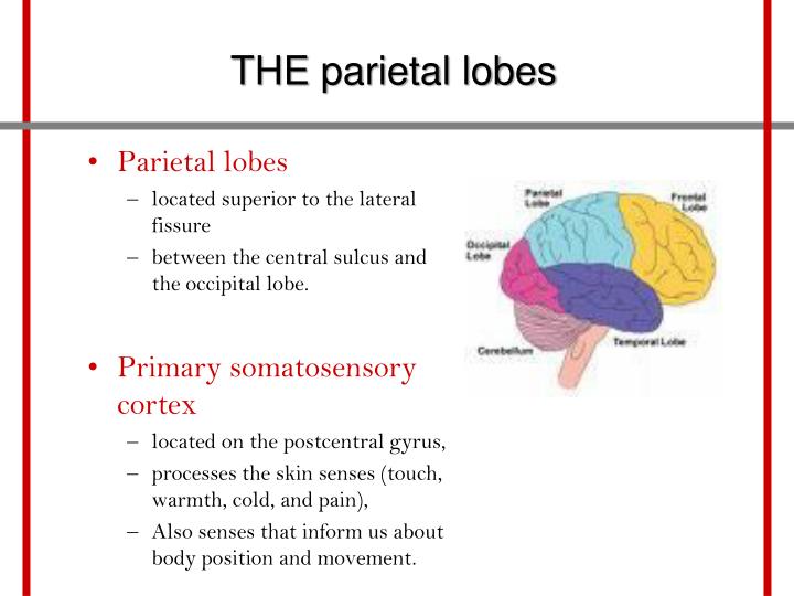 PPT - THE FUNCTIONS OF THE NERVOUS SYSTEM The Central Nervous System ...