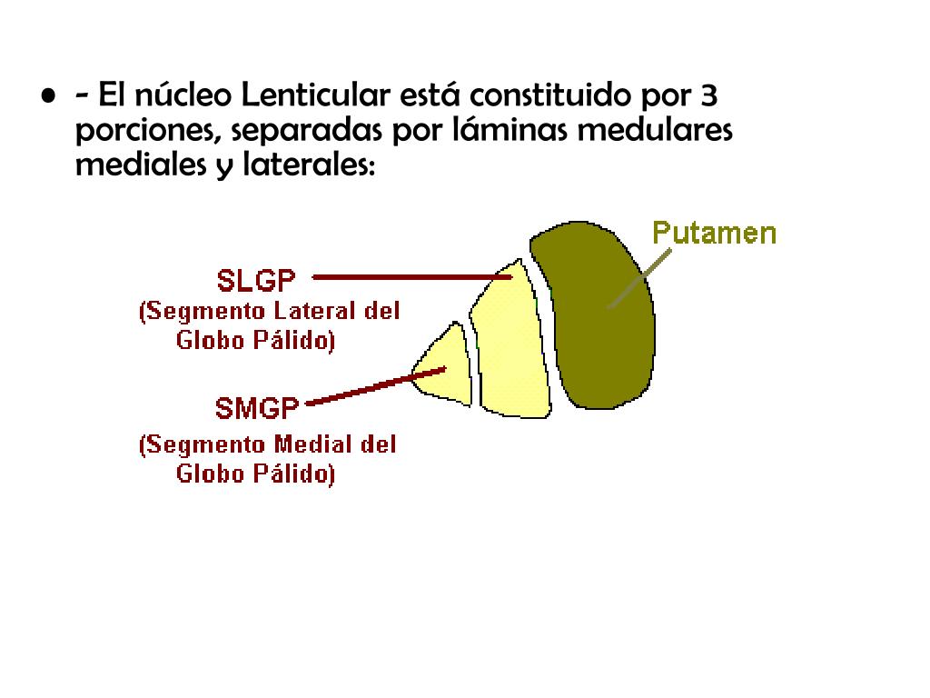 PPT - DIENCEFALO, GANGLIOS BASALES Y SISTEMA LIMBICO PowerPoint ...
