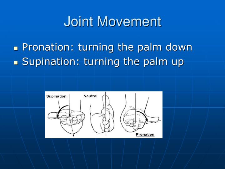 PPT - 2.2 Anatomy and Biomechanics PowerPoint Presentation - ID:761208