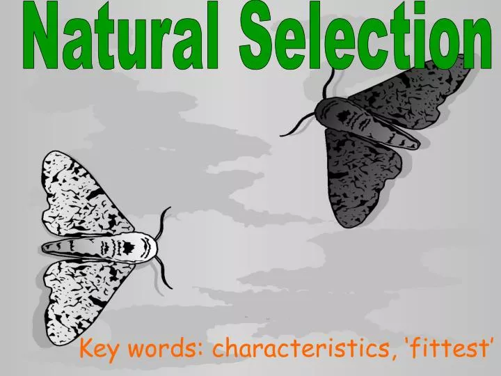 PPT - Natural Selection PowerPoint Presentation, free download - ID:761564