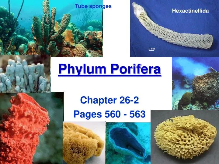 PPT - Phylum Porifera PowerPoint Presentation, free download - ID:761687