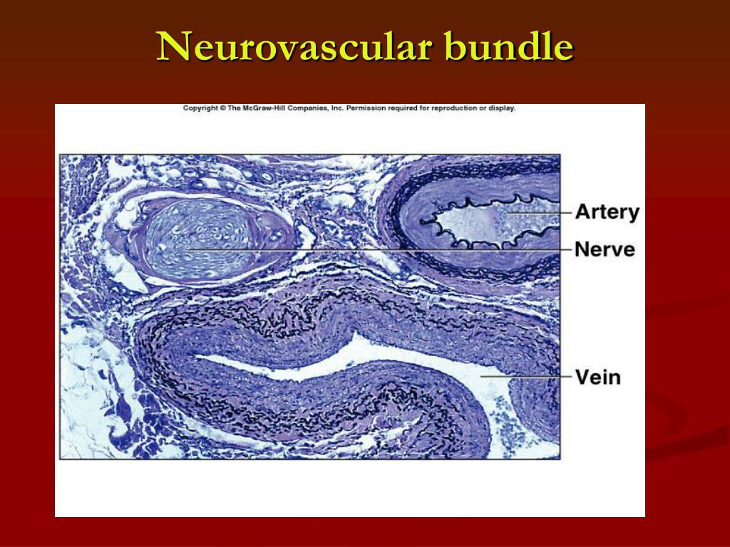 PPT - Chapter 21 PowerPoint Presentation, free download - ID:762038