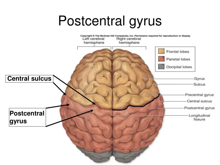 PPT - Human Anatomy PowerPoint Presentation - ID:762904