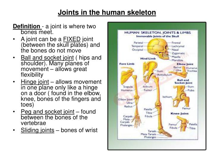 PPT - Bones in the human skeleton PowerPoint Presentation - ID:763141