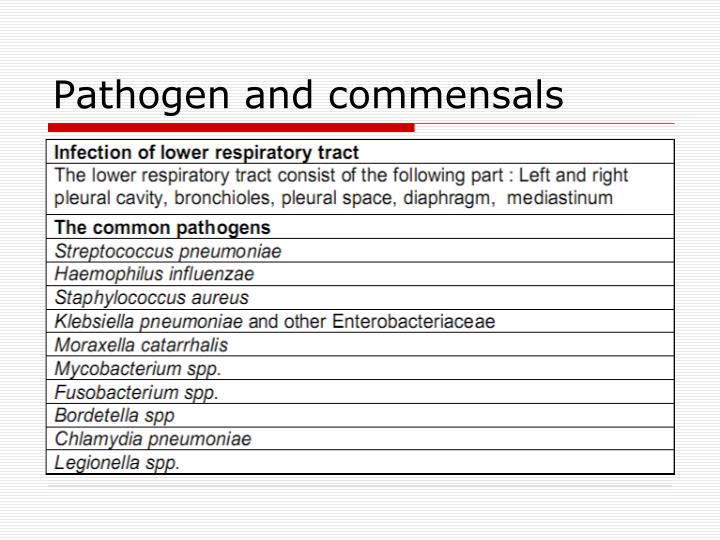 PPT - Sputum Culture and Throat Swab PowerPoint Presentation - ID:763397