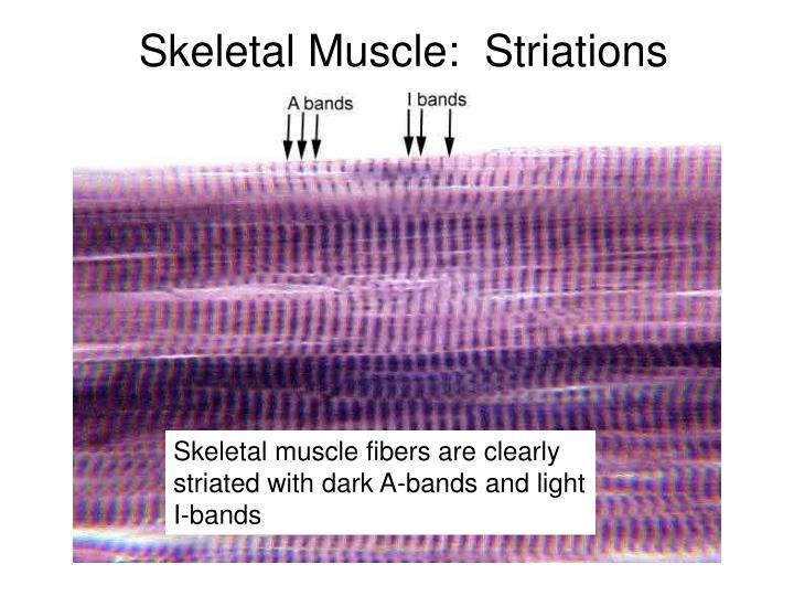PPT - Muscle Histology PowerPoint Presentation - ID:764186