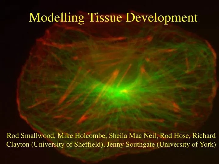 PPT - Modelling Tissue Development PowerPoint Presentation, free ...