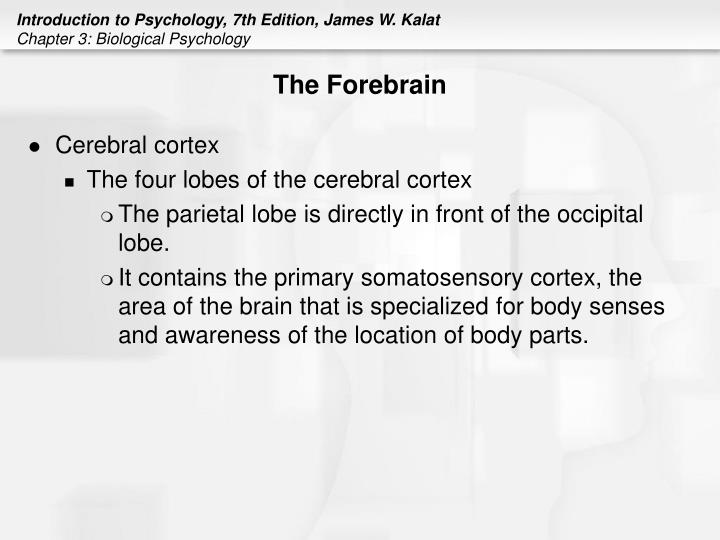 PPT - Chapter 3 Biological Psychology PowerPoint Presentation - ID:765790