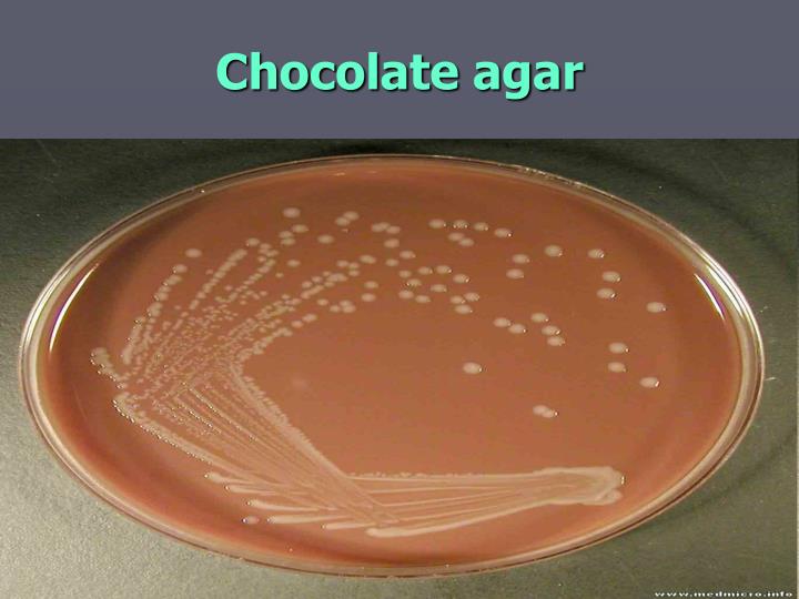 Chocolate Agar Culture Media at David Beach blog
