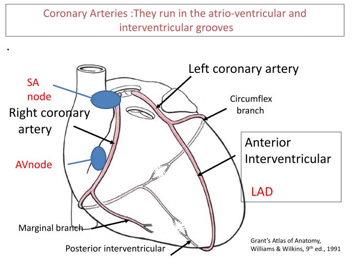 PPT - Anatomy review Part 1. Thorax and Abdomen PowerPoint Presentation ...