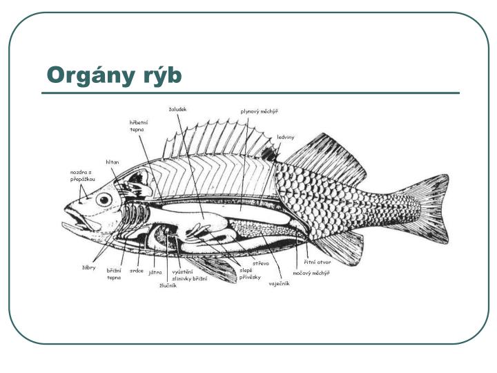PPT - Sladkovodné Ryby PowerPoint Presentation - ID:767874