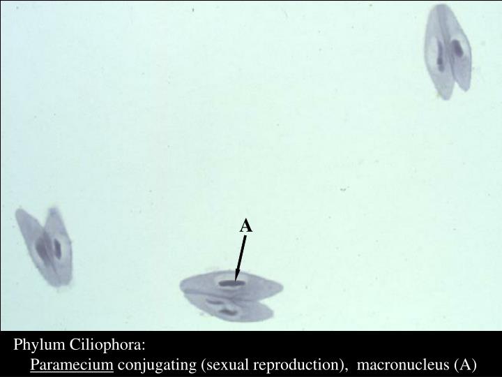 PPT - KINDGOM PROTISTA Phylum Ciliophora Phylum Sarcomastigophora ...
