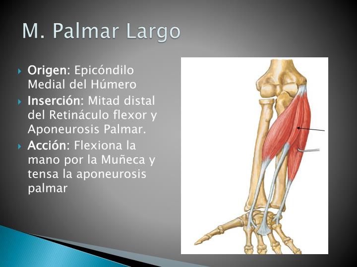 PPT - Antebrazo PowerPoint Presentation - ID:770272