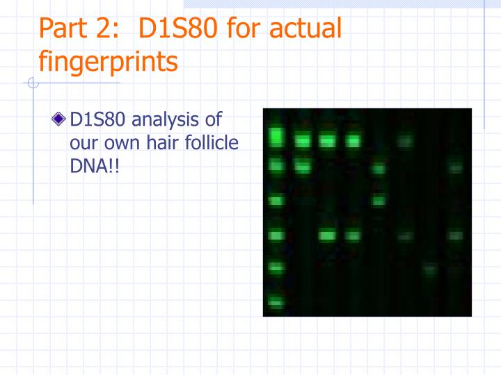 PPT - Forensic DNA Analysis PowerPoint Presentation - ID:771049