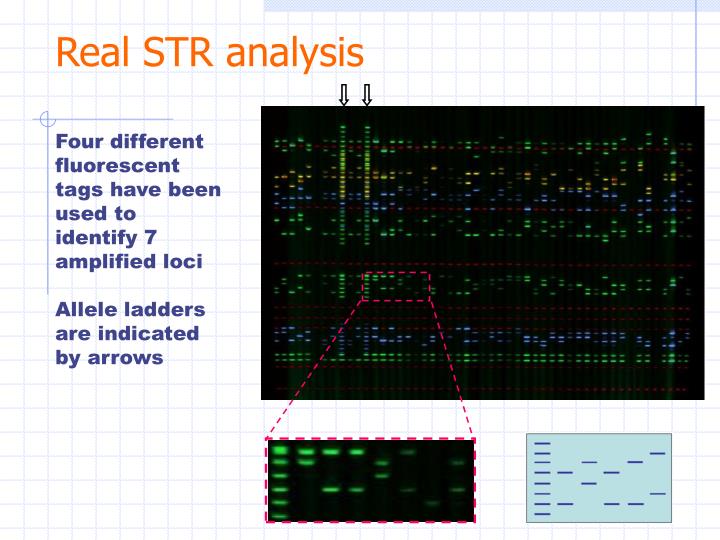 PPT - Forensic DNA Analysis PowerPoint Presentation - ID:771049
