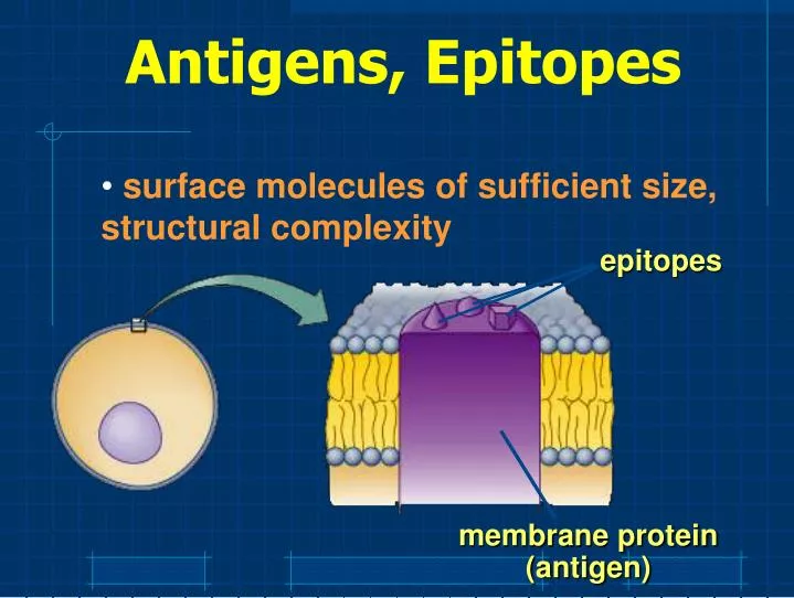 PPT - Antigens, Epitopes PowerPoint Presentation, free download - ID:771496