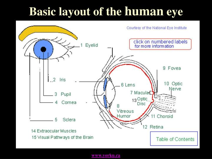 PPT - Laser Safety Seminar PowerPoint Presentation - ID:772271