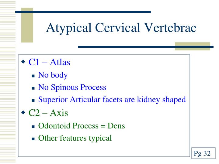 PPT - The Thorax PowerPoint Presentation - ID:772853