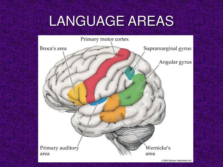 PPT - BRAIN LATERALIZATION LANGUAGE AND COGNITION PowerPoint ...