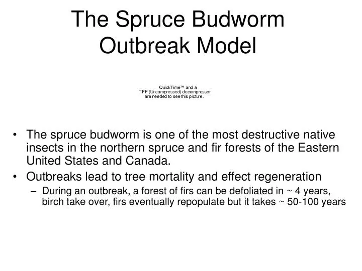 PPT - The Spruce Budworm Outbreak Model PowerPoint Presentation, free ...