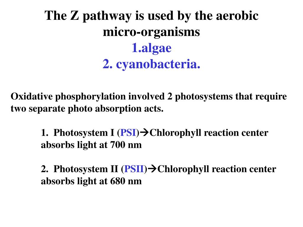 Ppt Microbial Metabolism Procuring Energy Powerpoint Presentation PPT ... Ppt Microbial Metabolism Procuring Energy Powerpoint Presentation PPT ...