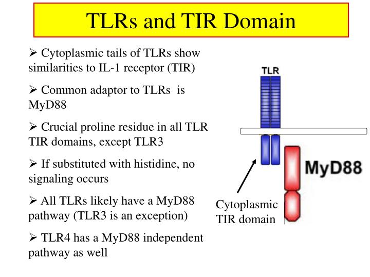 PPT - Toll-Like Receptors (TLR) PowerPoint Presentation - ID:773551