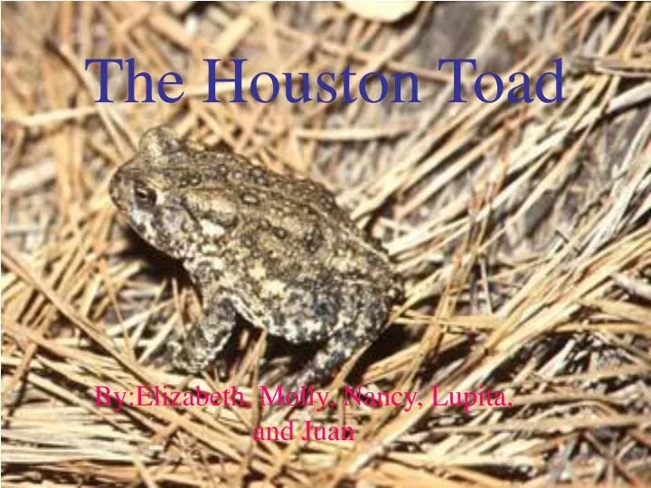 PPT - The Houston Toad PowerPoint Presentation, free download - ID:773819