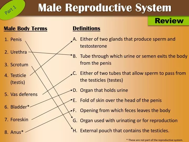 PPT - Male Reproductive System PowerPoint Presentation, free download ...