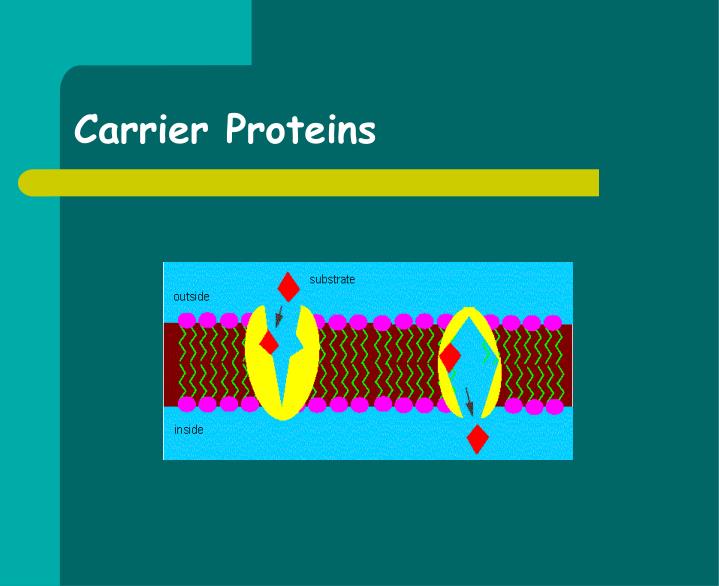 PPT - Active Transport, Transmembrane Proteins, and Neurons PowerPoint ...