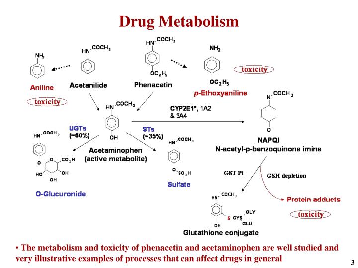 PPT - Predicting Human Drug Metabolism and Pharmacokinetics in Drug ...