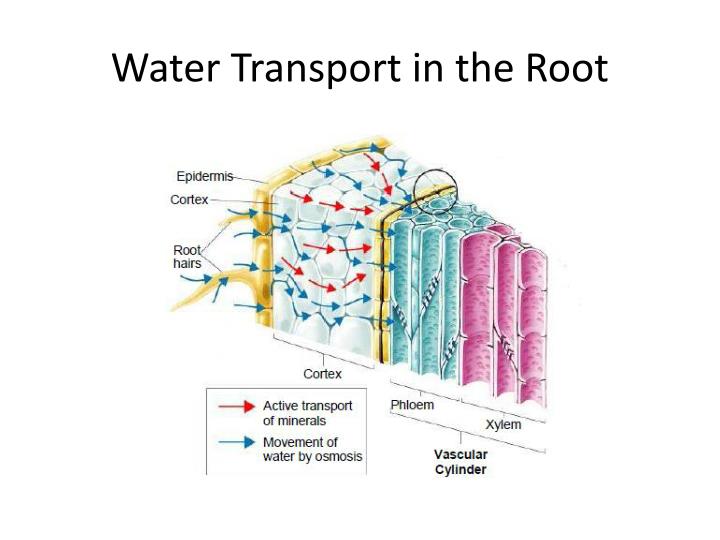 PPT - Plants: Structure and Function PowerPoint Presentation - ID:776144