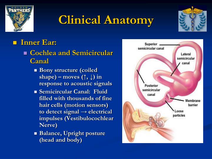 PPT - Face and Related Structures Anatomy PowerPoint Presentation - ID ...