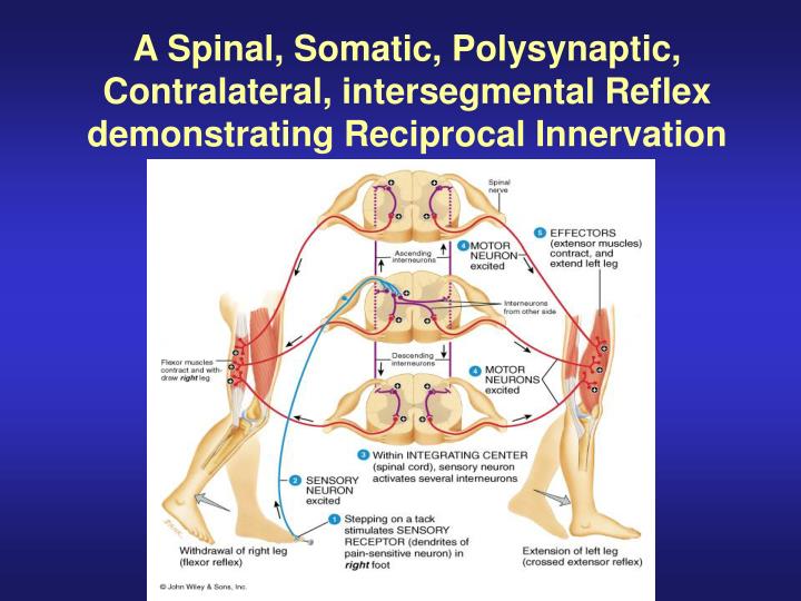 PPT - Gross Anatomy of the Spinal Cord PowerPoint Presentation - ID:776858