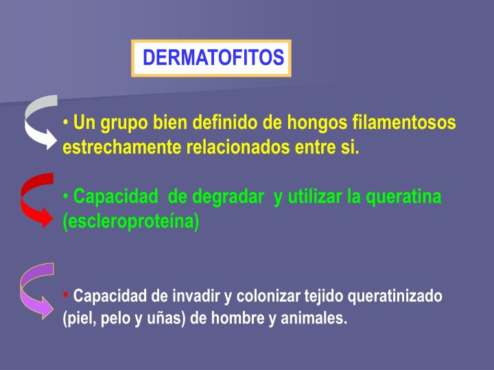 PPT - Micosis superficiales PowerPoint Presentation - ID:777936