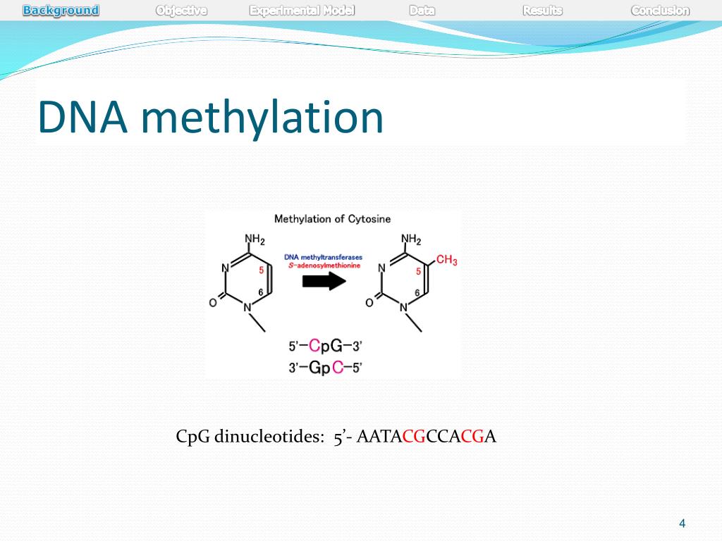 PPT - Exploring the role of DNA Methylation in the development of drug resistance in ovarian ...