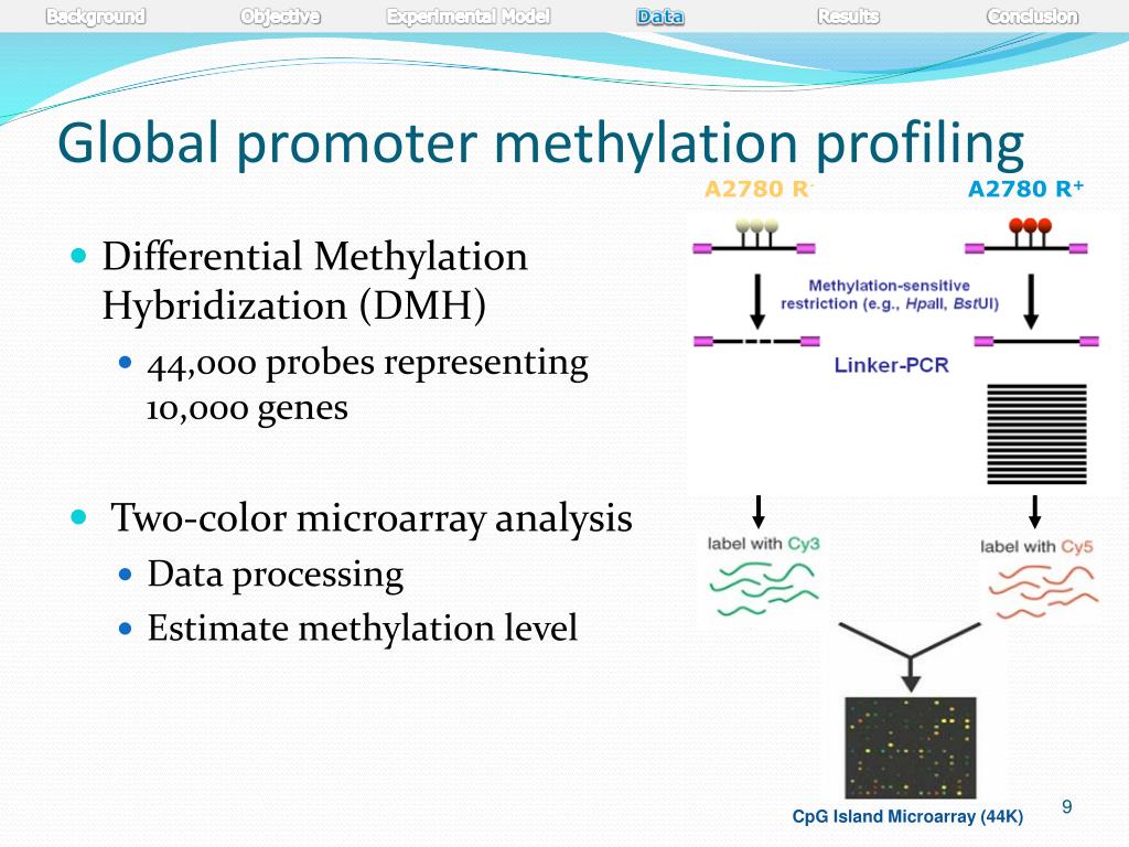 PPT - Exploring the role of DNA Methylation in the development of drug ...