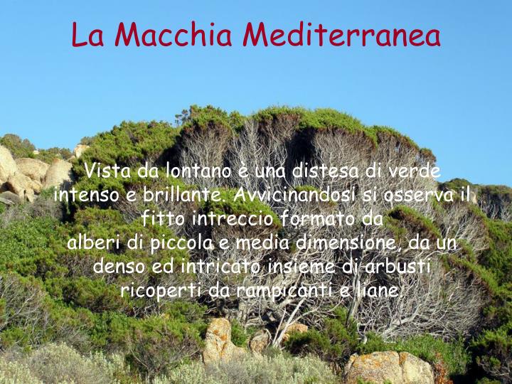PPT - La Macchia Mediterranea PowerPoint Presentation - ID:779689