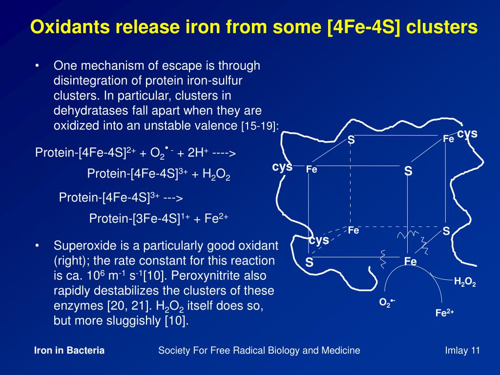 PPT - Free iron in bacteria by Jim Imlay Department of Microbiology ...