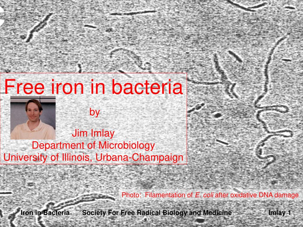 PPT - Free iron in bacteria by Jim Imlay Department of Microbiology ...