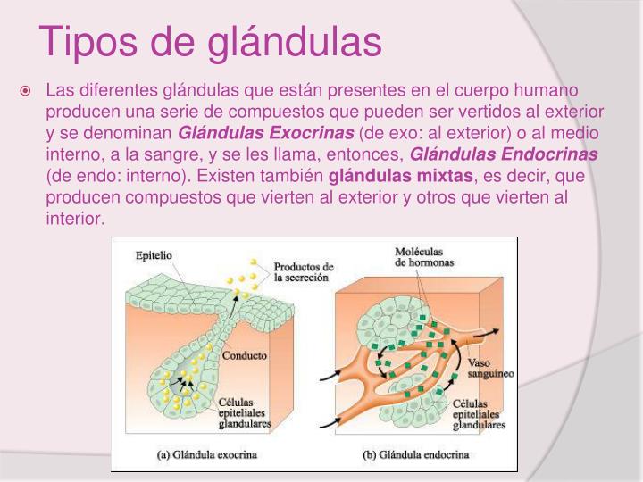 PPT - EL SISTEMA HORMONAL PowerPoint Presentation - ID:783904