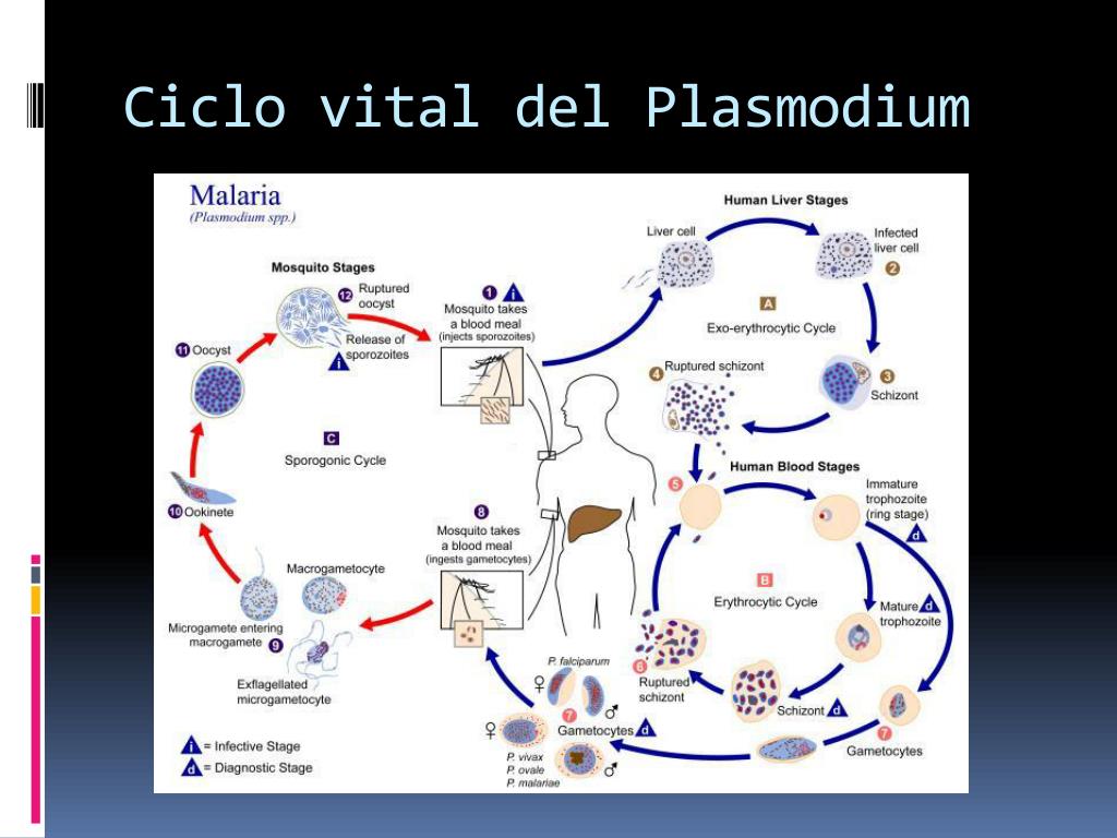 PPT - II.ii CLASE Filo Alveolados PowerPoint Presentation, free ...