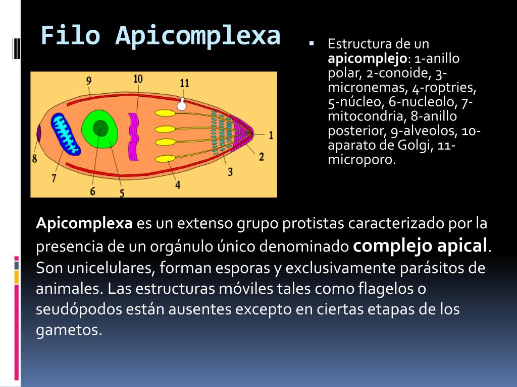 PPT - II.ii CLASE Filo Alveolados PowerPoint Presentation, free ...