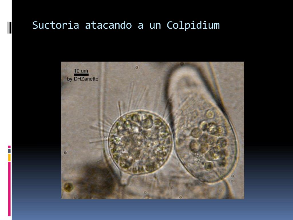 PPT - II.ii CLASE Filo Alveolados PowerPoint Presentation, free ...